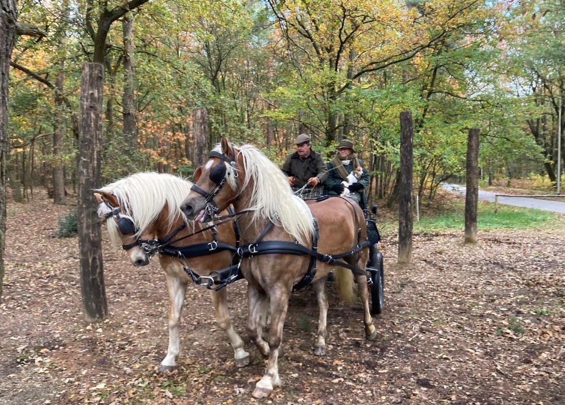 Solve paarden in het bos jigsaw puzzle online with 130 pieces