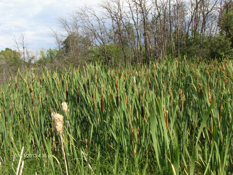 Solve Cattails jigsaw puzzle online with 12 pieces
