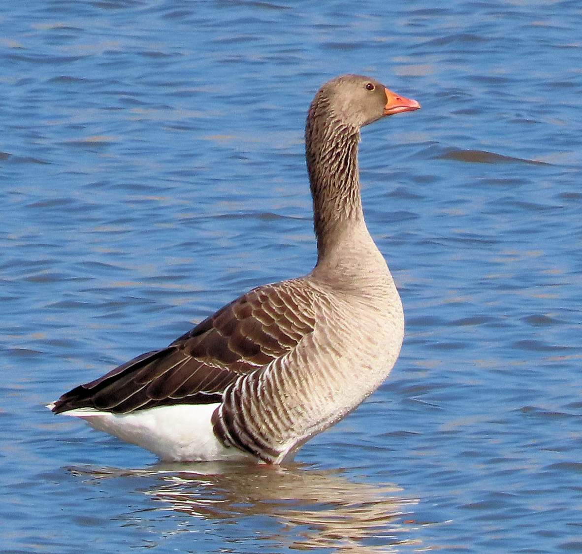 Solve greylag goose (grauwe gans) jigsaw puzzle online with 64 pieces