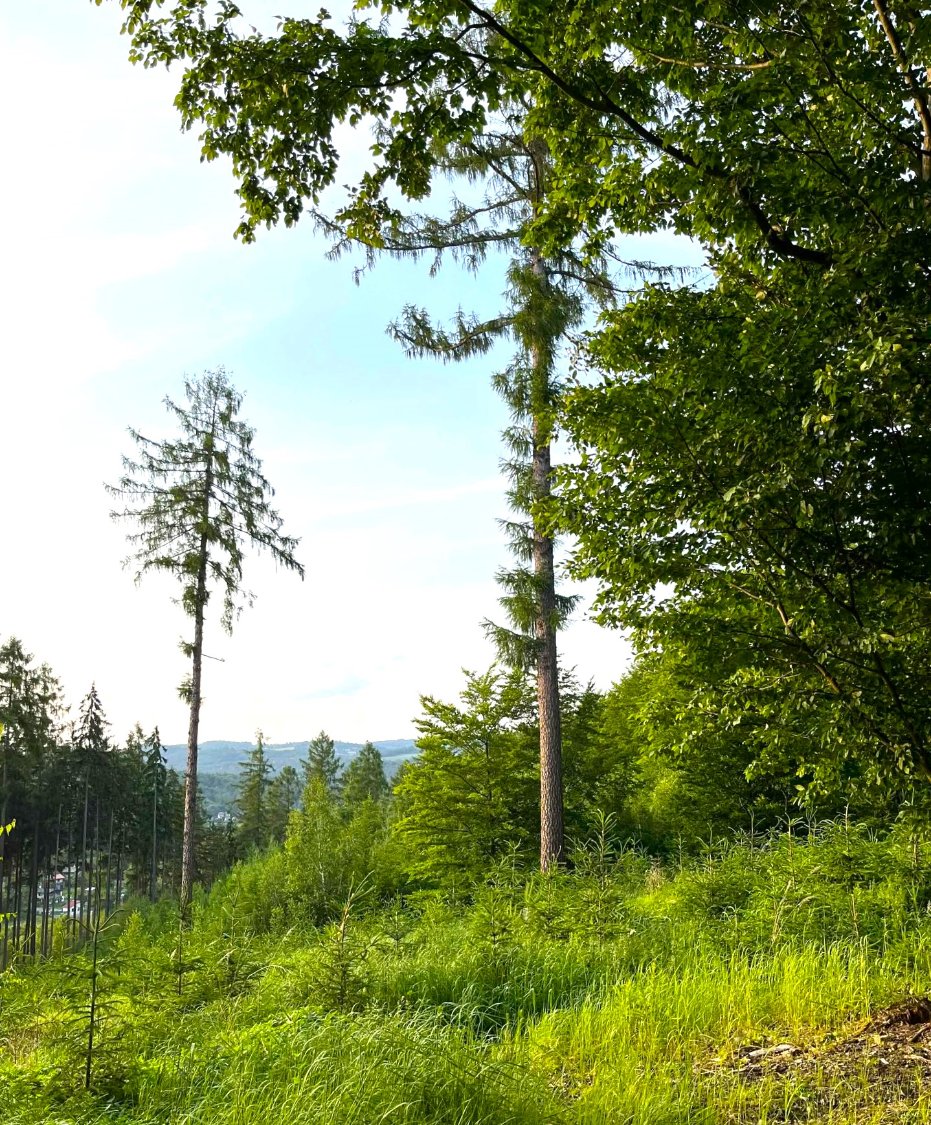 Solve Nature jigsaw puzzle online with 12 pieces