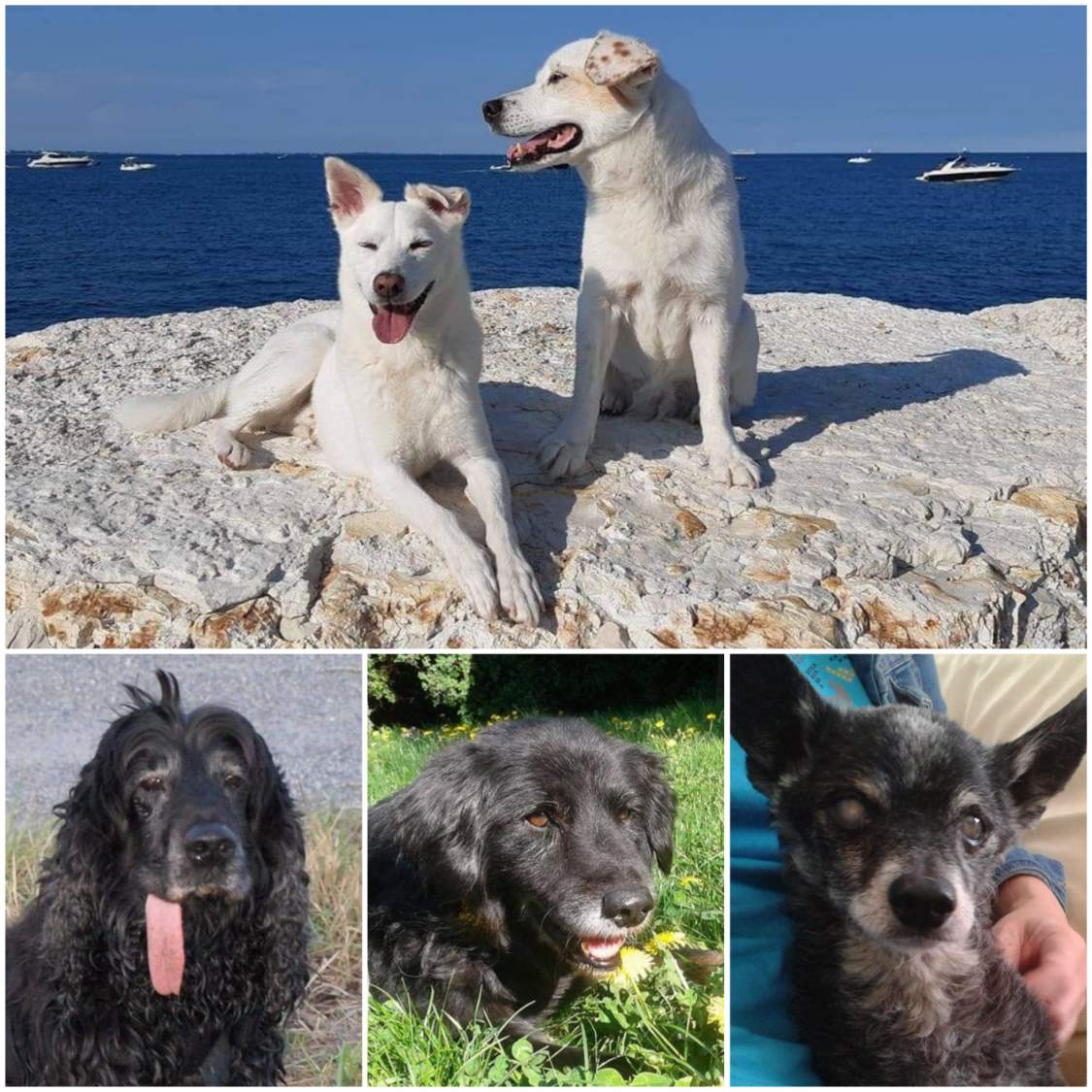 Solve All my dogs jigsaw puzzle online with 64 pieces