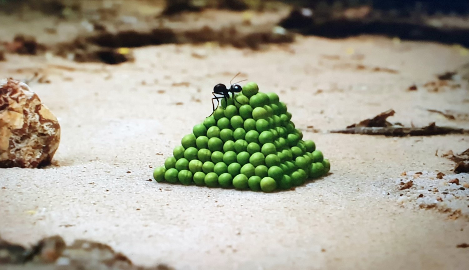 Solve A Pea in the Hand jigsaw puzzle online with 28 pieces