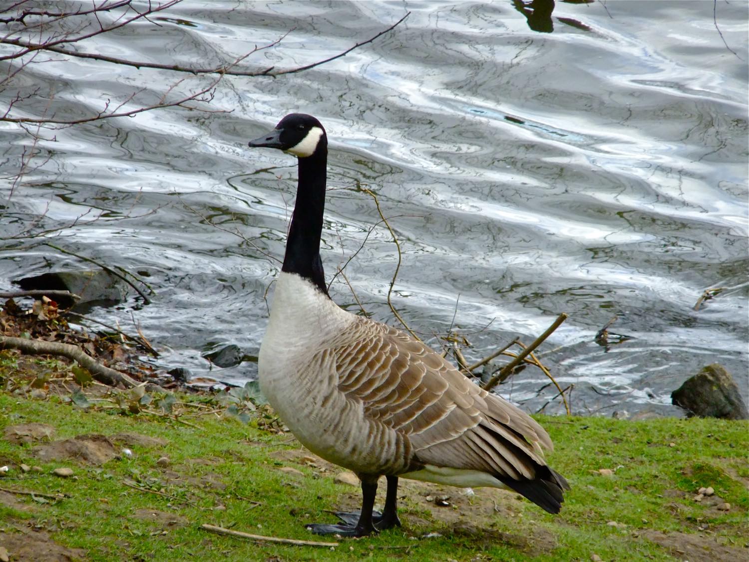 Solve Canada Goose jigsaw puzzle online with 99 pieces