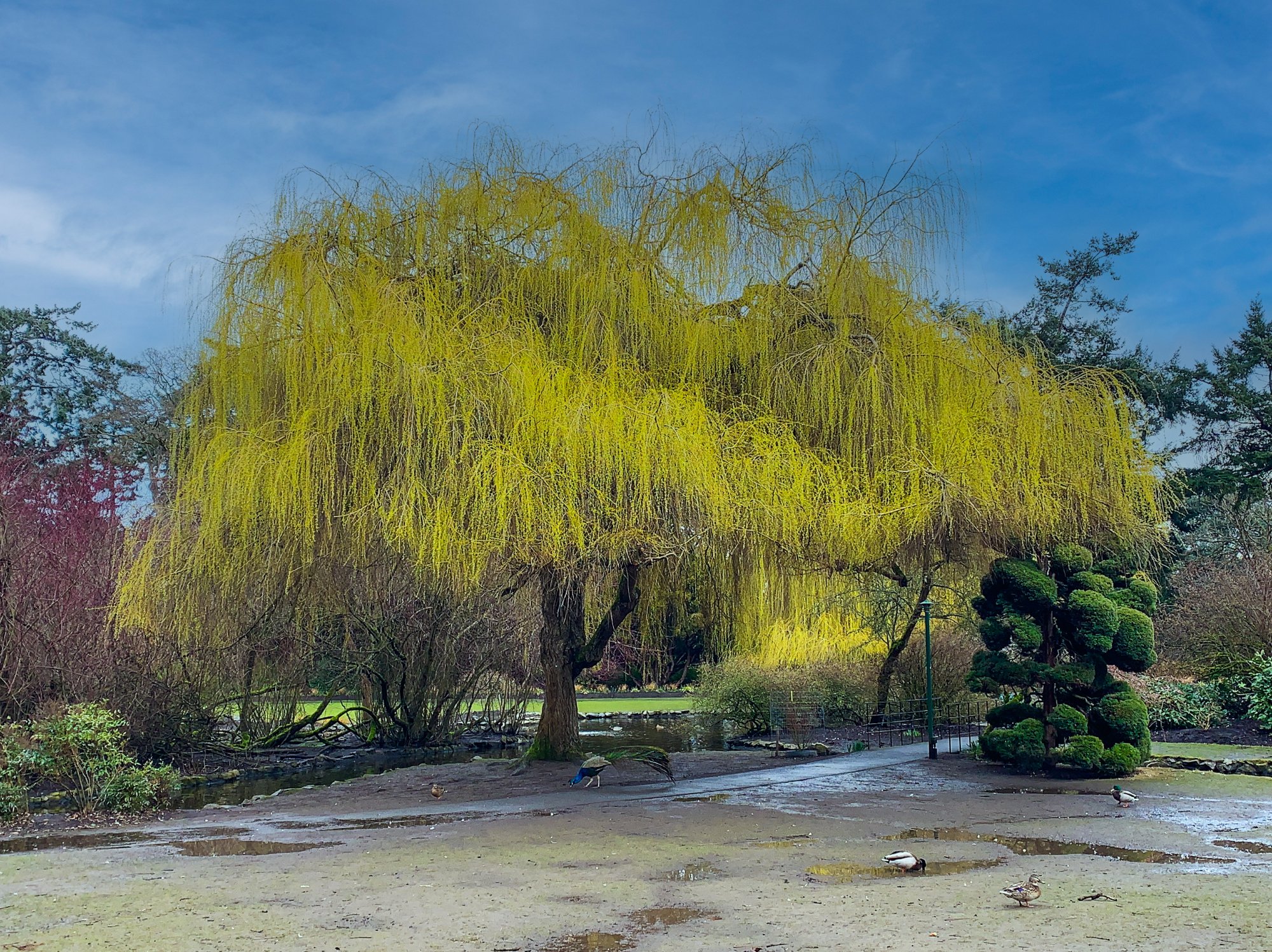Solve A beautiful weeping willow/Beau saule pleureur jigsaw puzzle online with 80 pieces