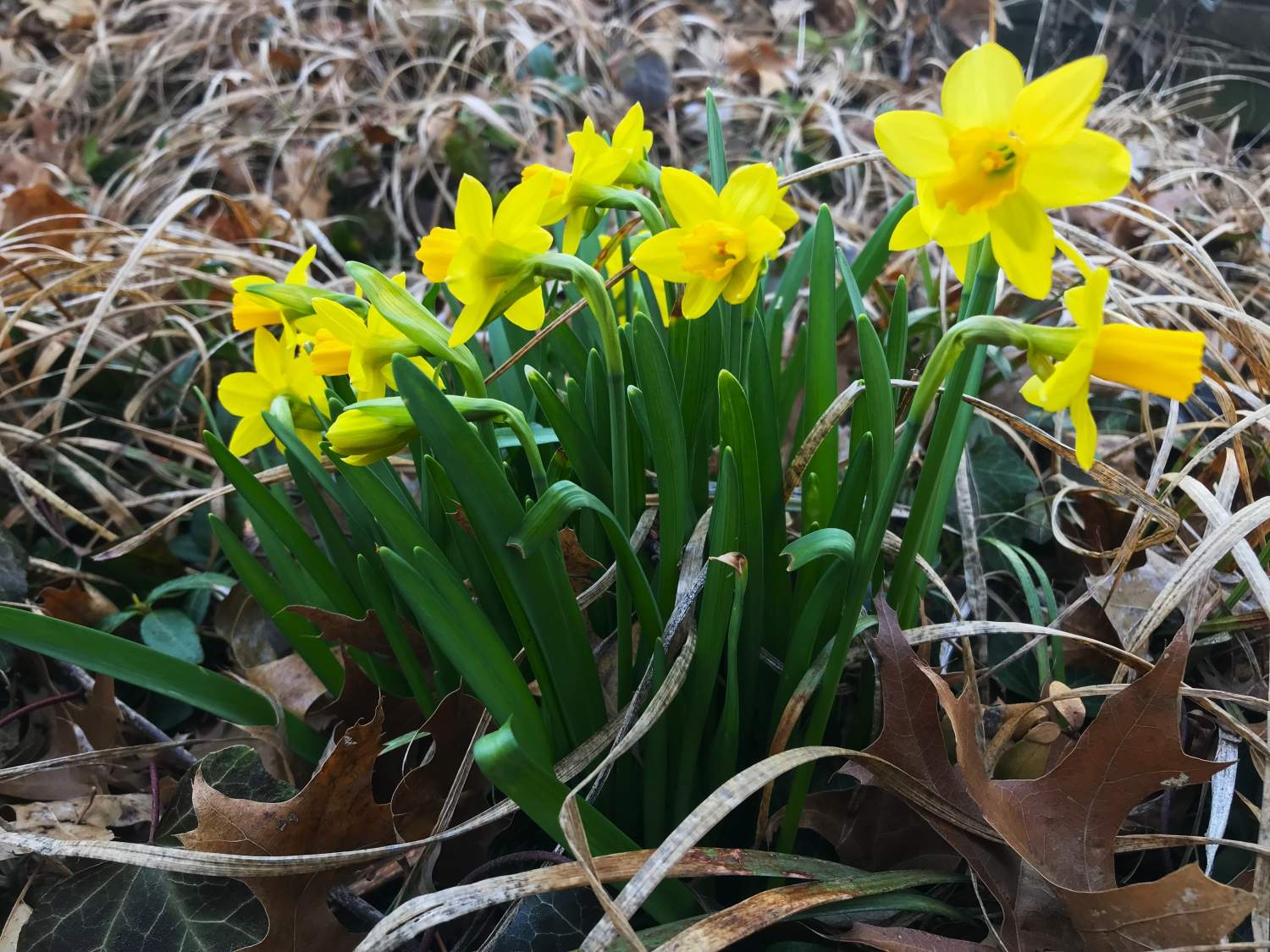 Solve Miniature Daffodils (medium) jigsaw puzzle online with 80 pieces