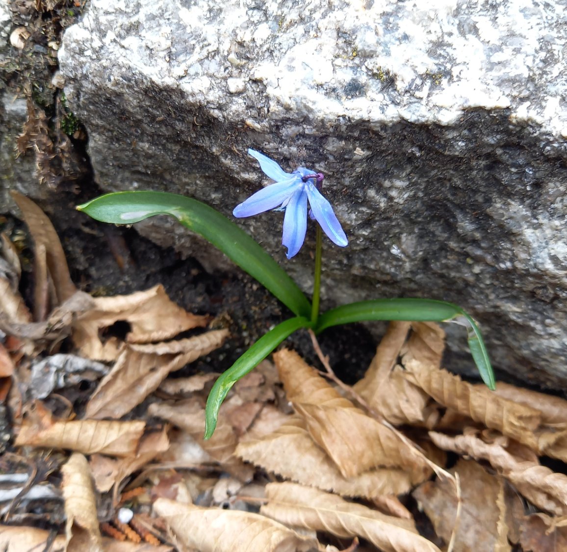 Solve Urban Biodiversity jigsaw puzzle online with 25 pieces