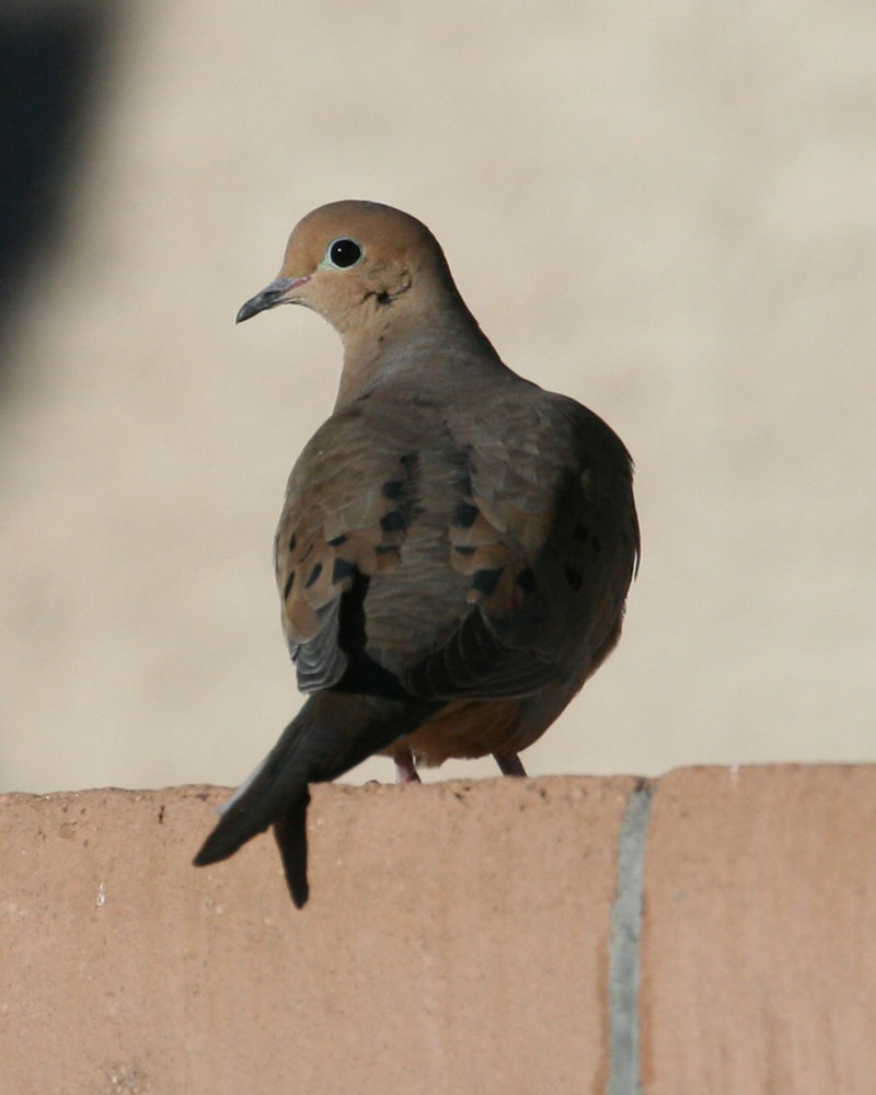 Solve Mourning Dove, Green Valley, Arizona jigsaw puzzle online with 99 ...