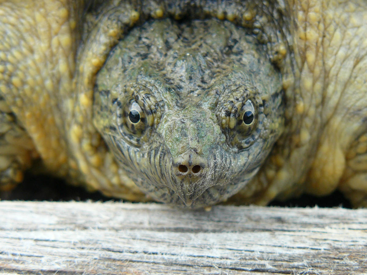 Solve Alligator snapping turtle, Kansas. jigsaw puzzle online with 80 ...