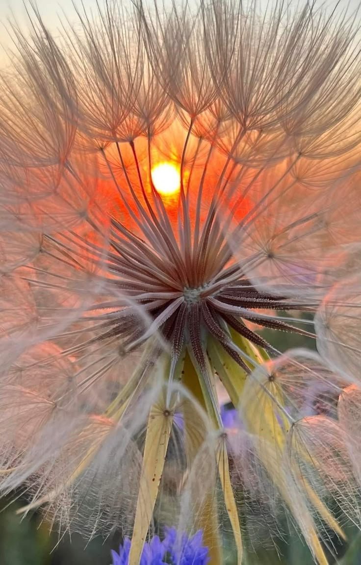 Solve dandelion magic (resize 12 to 247) jigsaw puzzle online with 54 ...