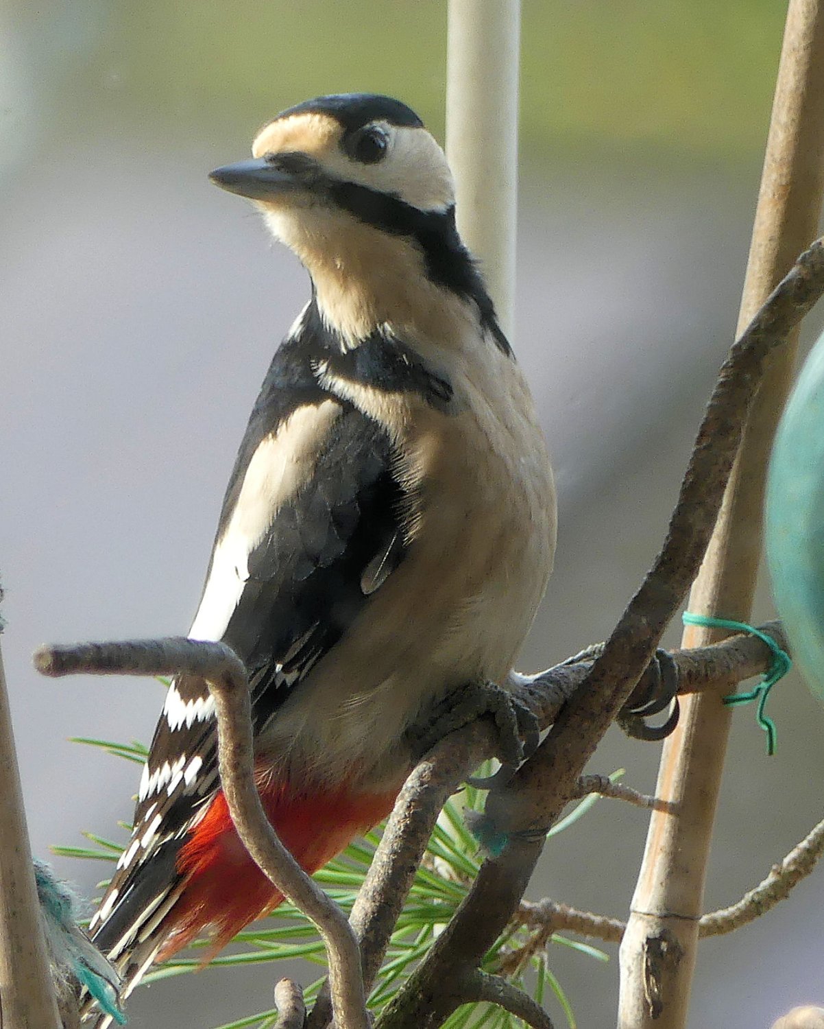 Solve coming a bit closer to the feeder jigsaw puzzle online with 80 pieces