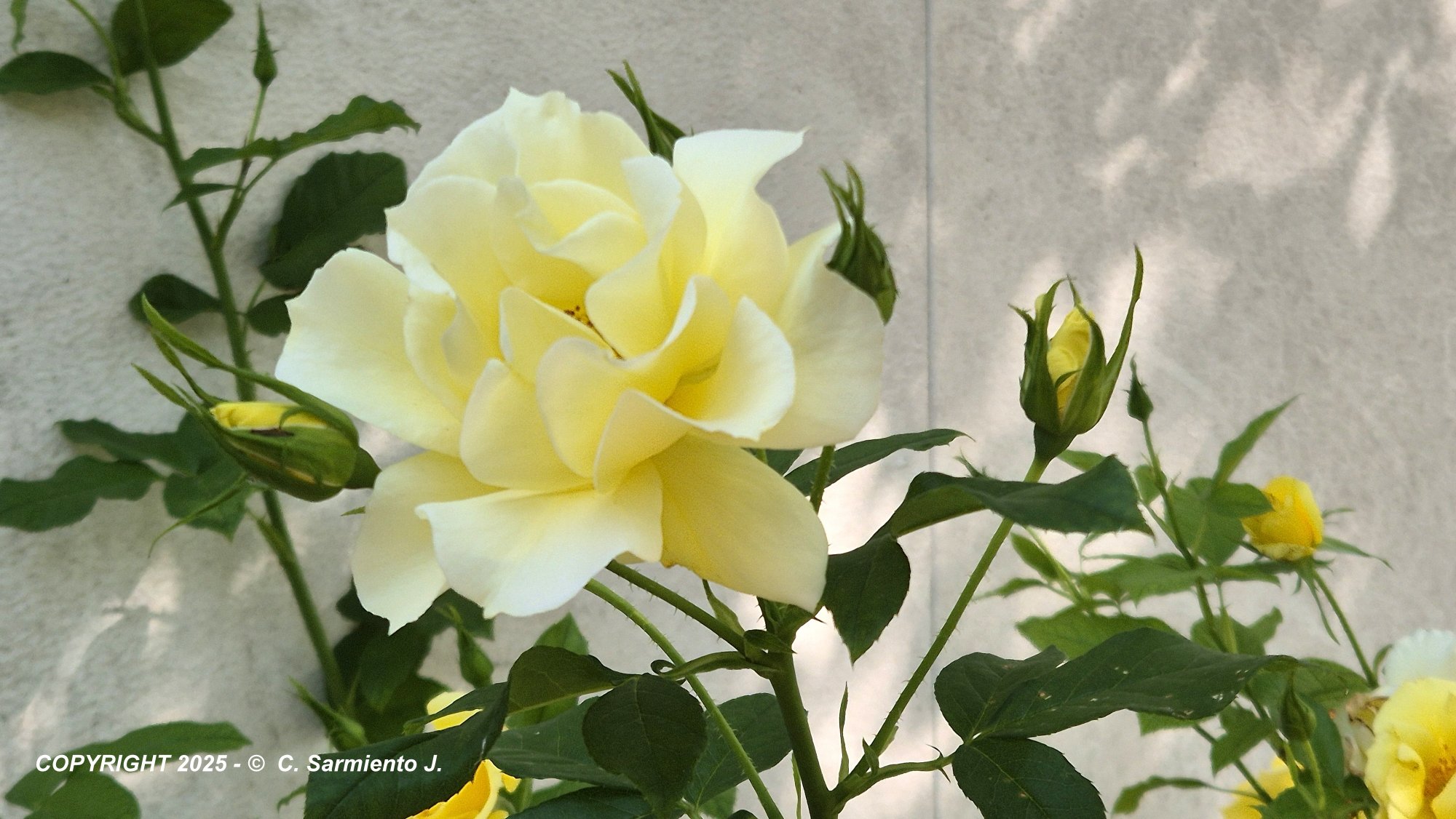 Solve MORNING WALK – Rose – Rosa Hemisphaerica jigsaw puzzle online with 252 pieces