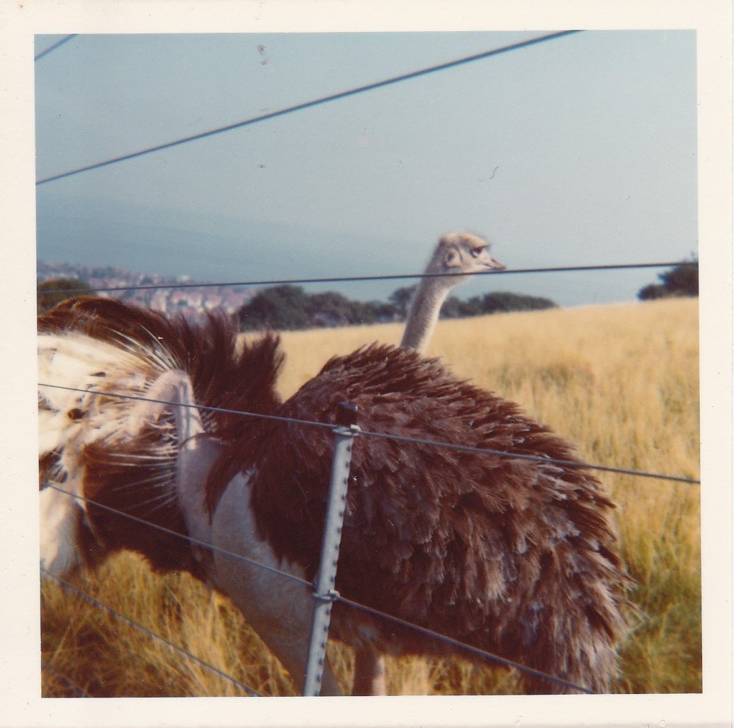 Solve Longleat Safari Park (UK) 1970 - 13 of 20 ostrich jigsaw puzzle ...