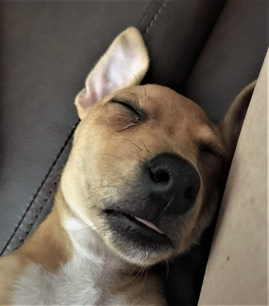 Solve Jack after Playing jigsaw puzzle online with 20 pieces