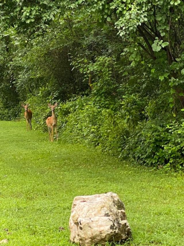 Solve Two deer, looking at me jigsaw puzzle online with 20 pieces