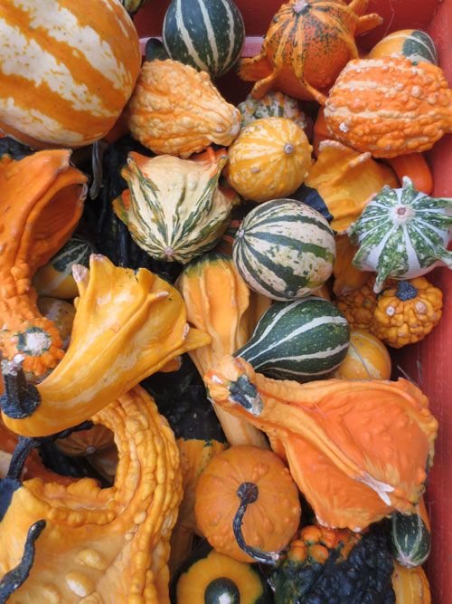 Solve Seasonal - Autumn - Pumpkins, Gourds & Squashes 4 (12 - 99 Pieces ...