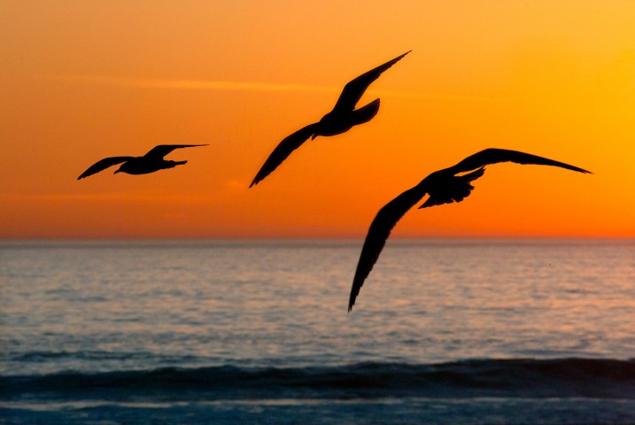 Solve three jigsaw puzzle online with 70 pieces