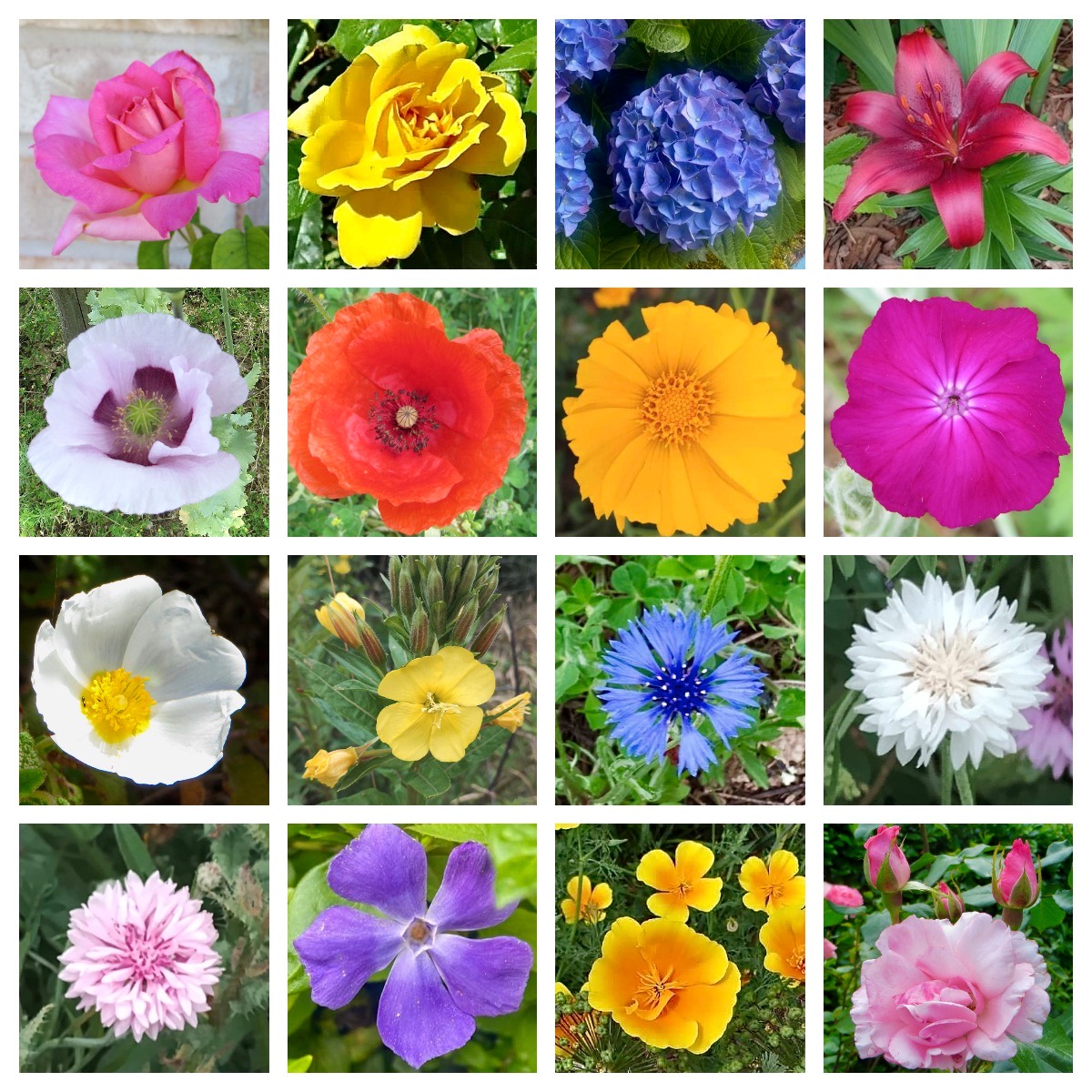 Jigsaw Puzzle | 225 pieces | Flowers | Jigidi