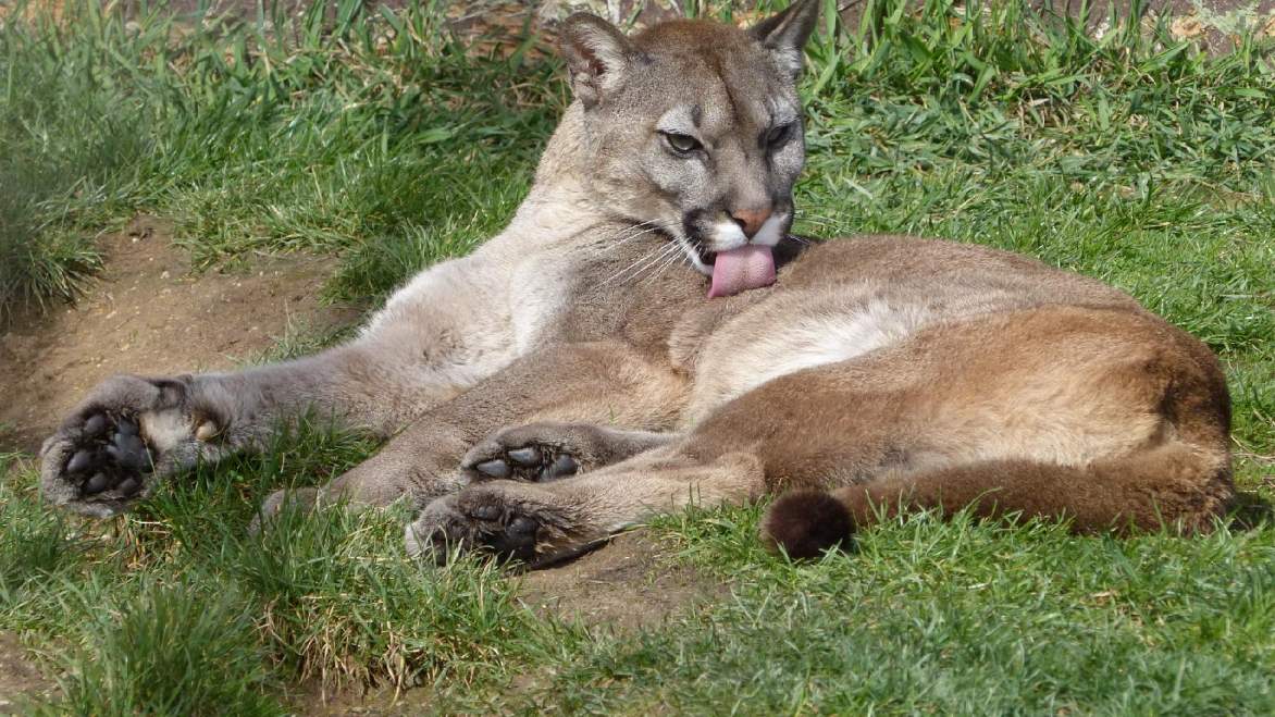 Solve Puma americká (Puma concolor) v ZOO Větrovy jigsaw puzzle online ...