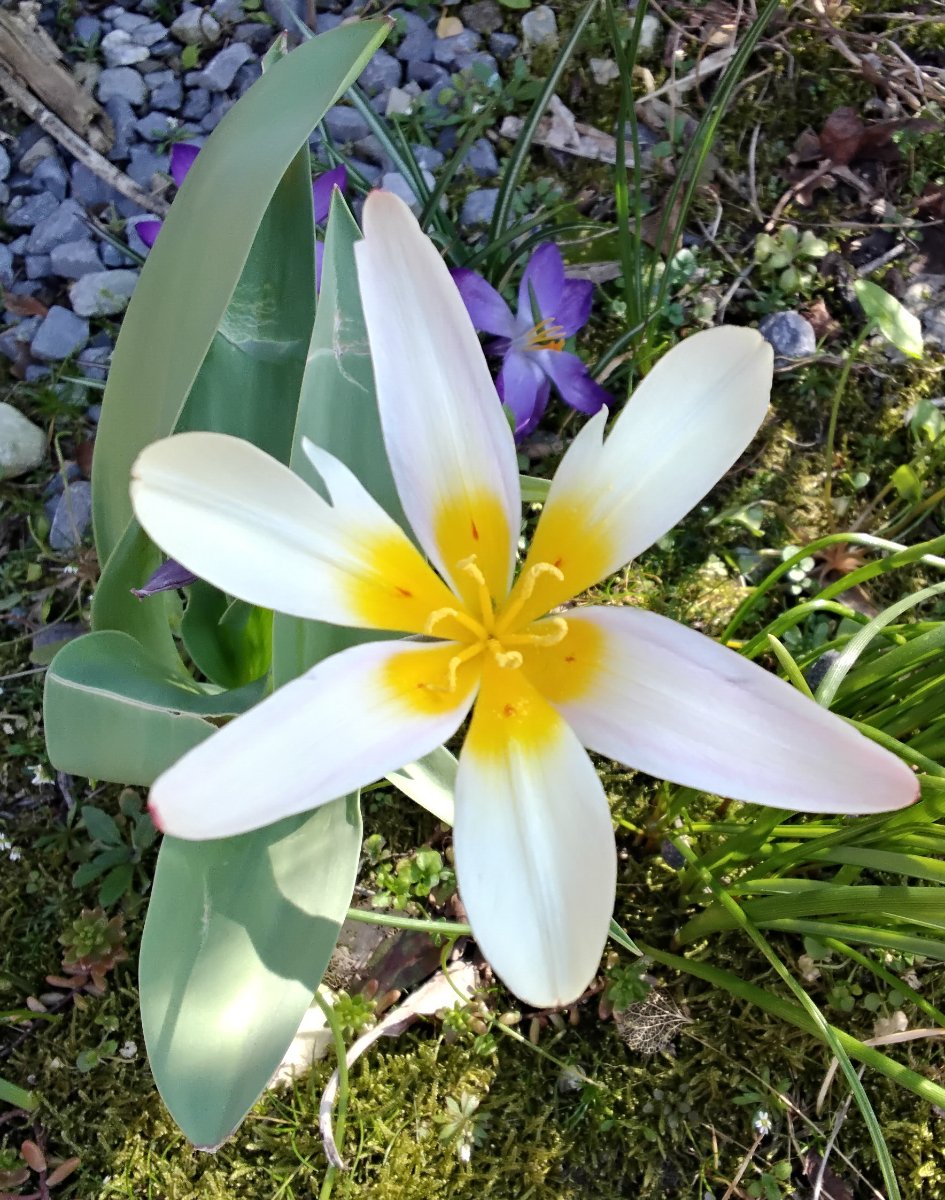 Solve Tulip "Tulipa the First" jigsaw puzzle online with 30 pieces