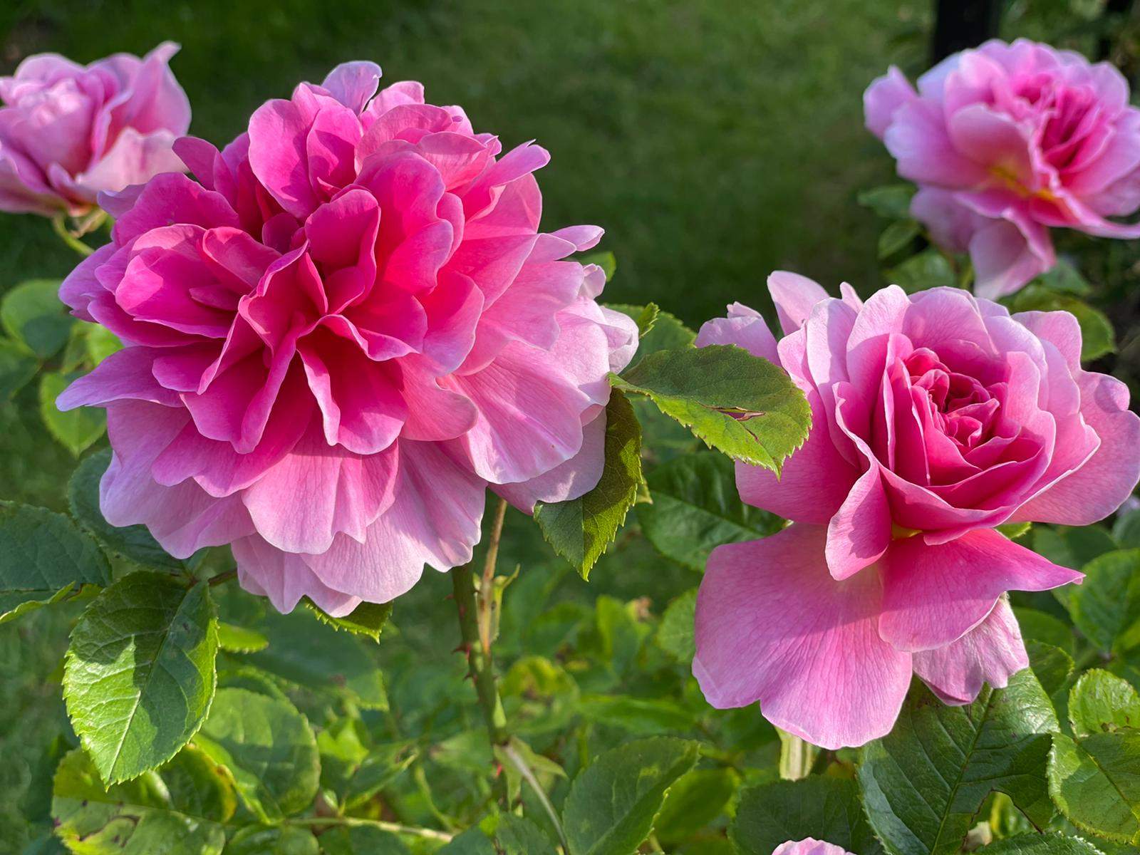 Solve Princess Ann Rose jigsaw puzzle online with 192 pieces