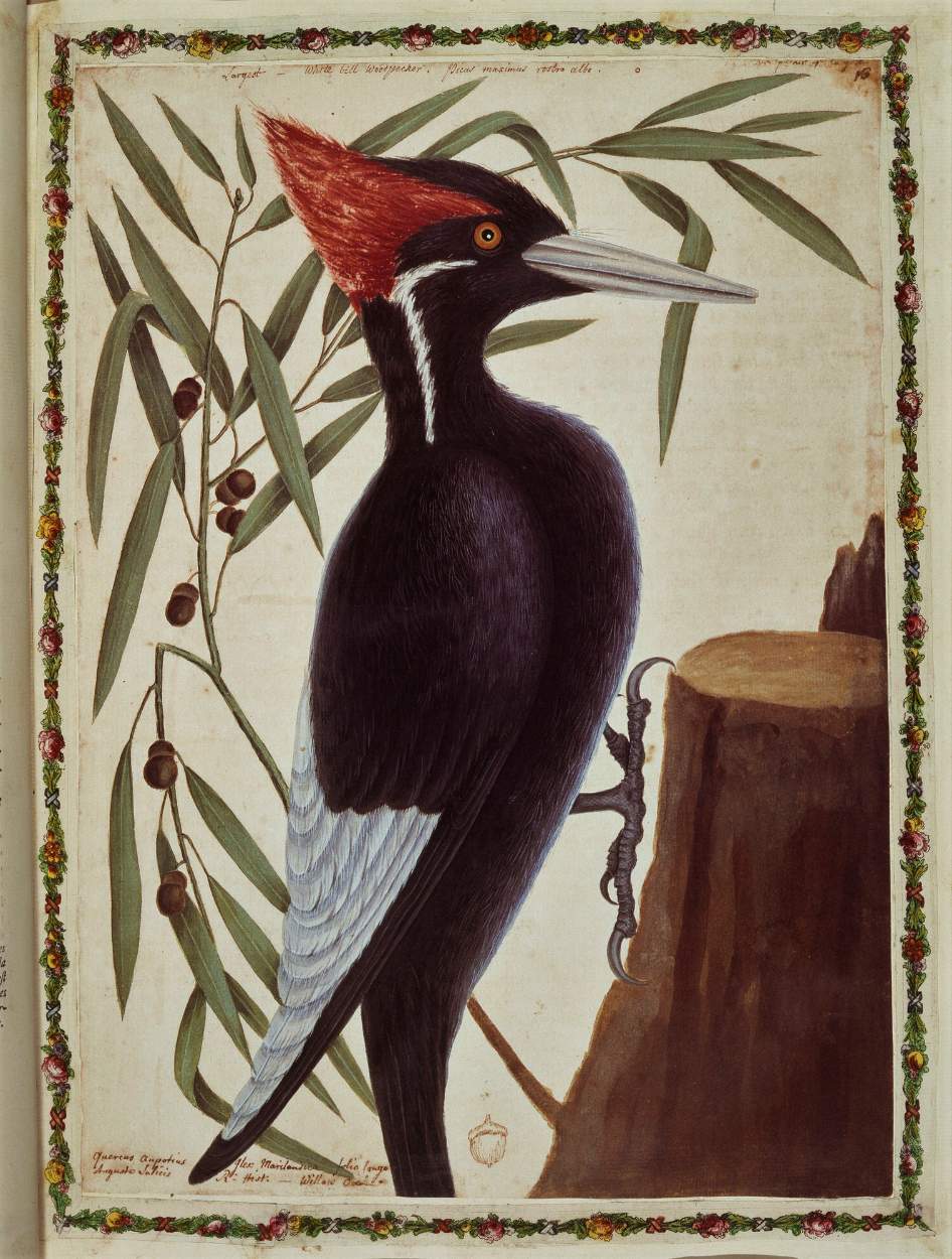 Solve Mark Catesby's illustration of an Ivory-billed Woodpecker ...
