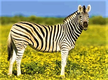 Solve Why do Zebras have a Mohawk Mane rather than a traditional Horse ...