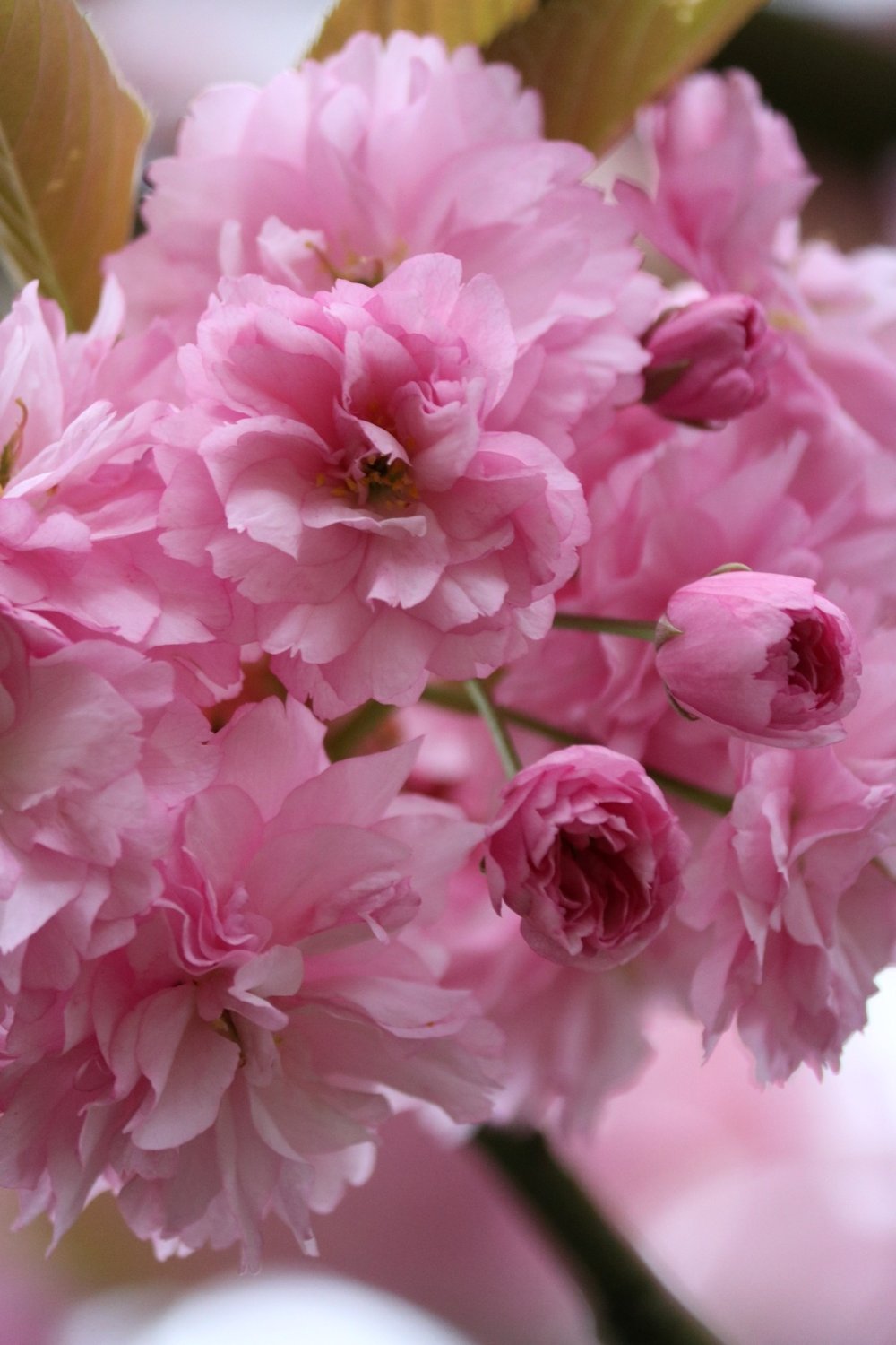 Solve Pink Peony Perfection jigsaw puzzle online with 40 pieces