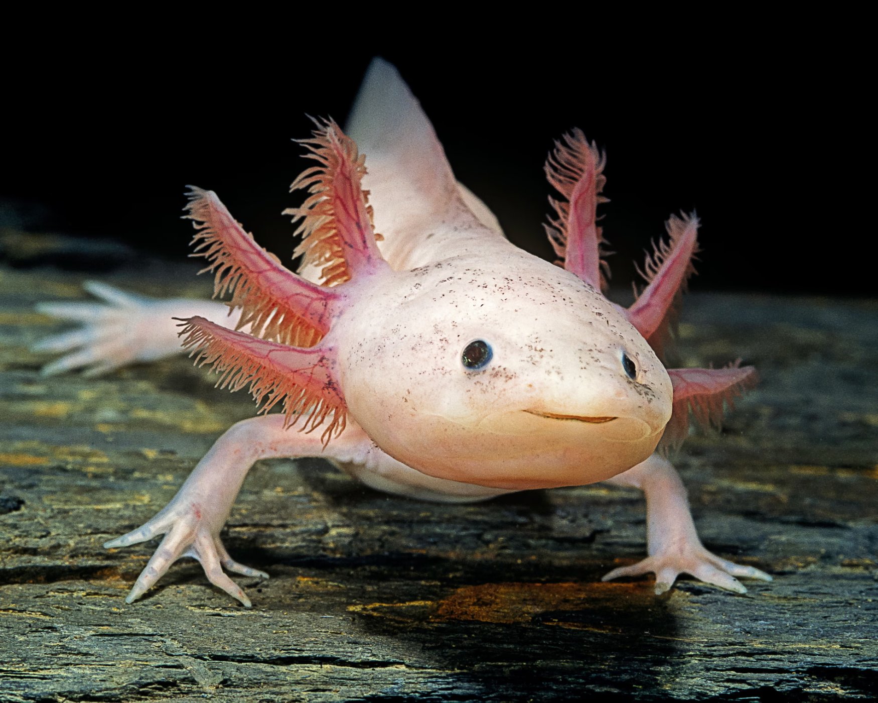 Solve An axolotl, a unique type of salamander native exclusively to the ...