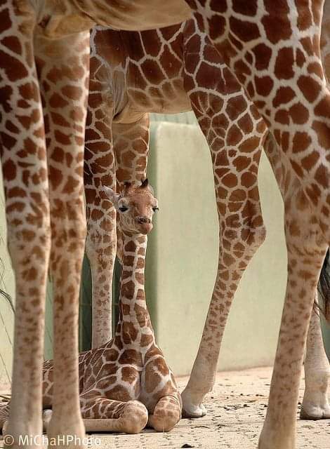 Solve Legs jigsaw puzzle online with 20 pieces