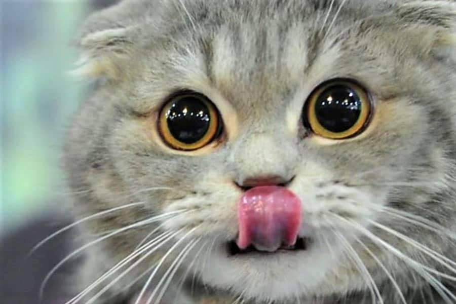 Solve Sweet gray kitten jigsaw puzzle online with 54 pieces