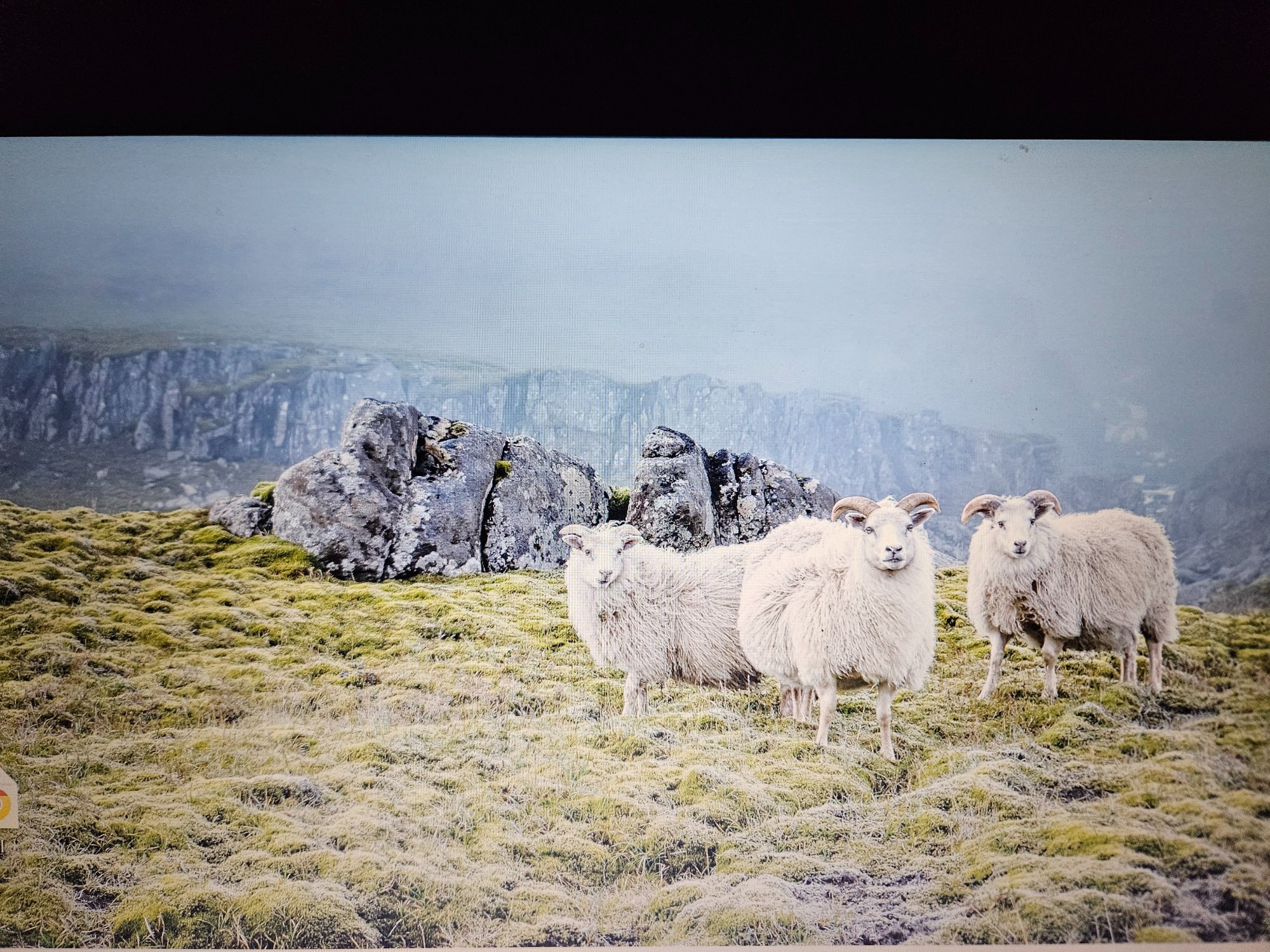 Solve sheep jigsaw puzzle online with 192 pieces