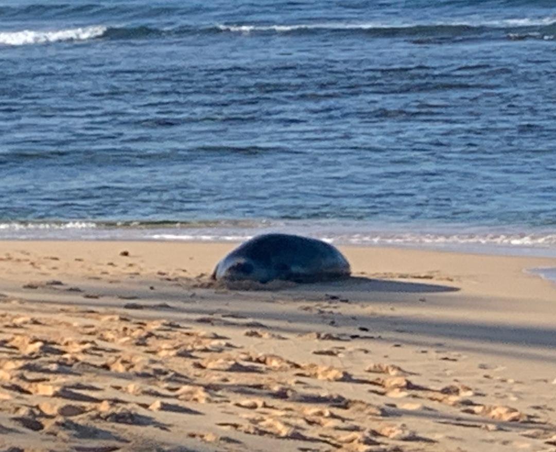 Solve Seal on the beach jigsaw puzzle online with 20 pieces