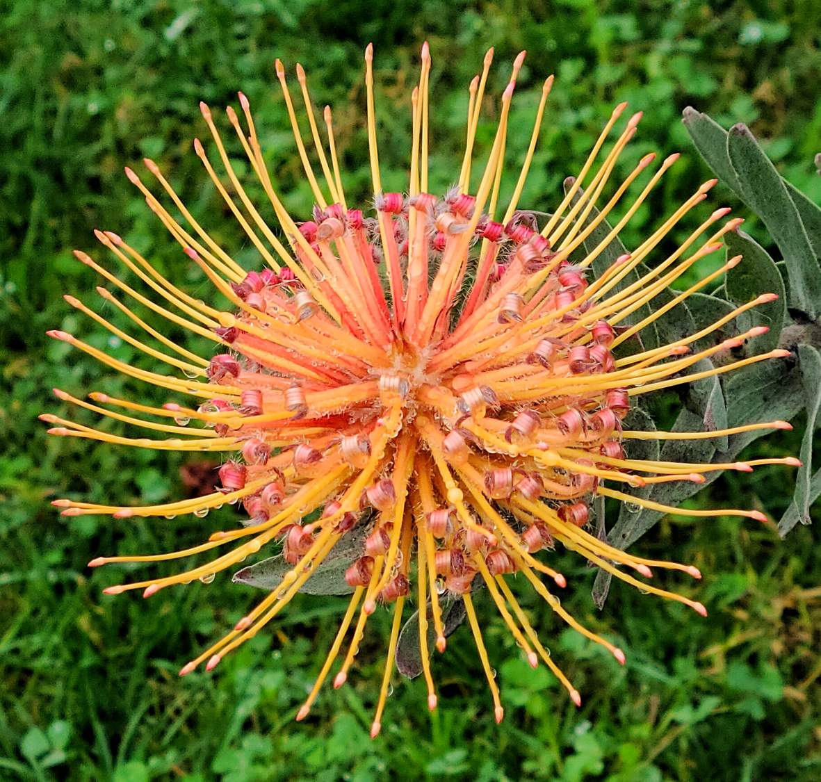 Solve Protea Blossom on Greens jigsaw puzzle online with 36 pieces