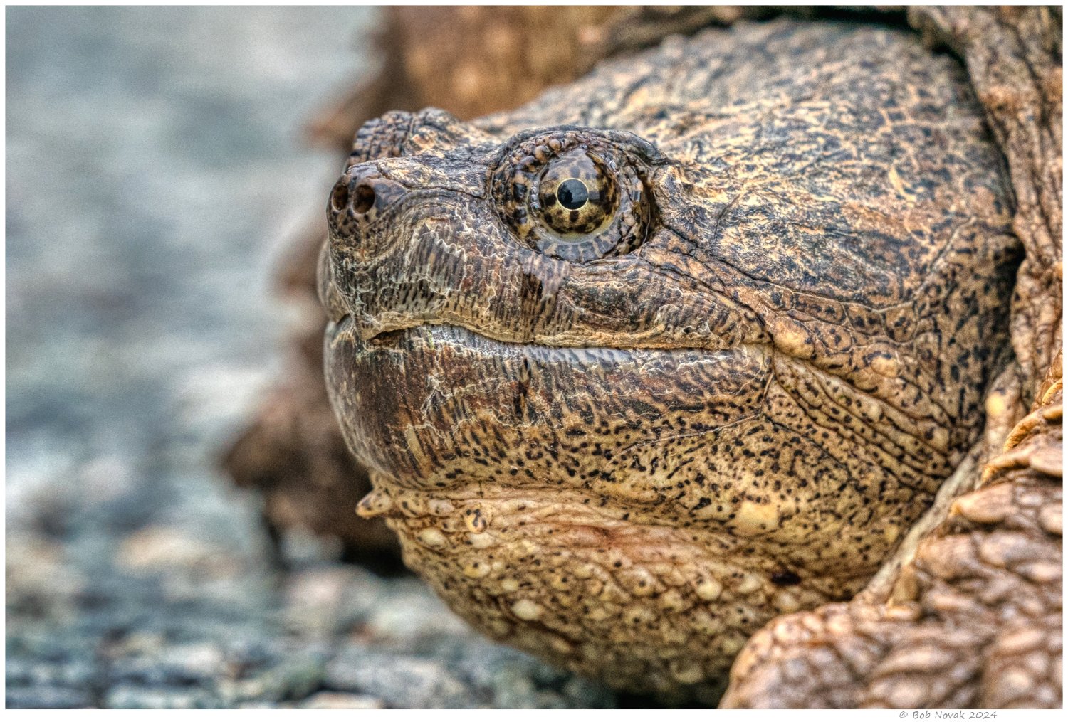 Solve Mama Turtle jigsaw puzzle online with 12 pieces