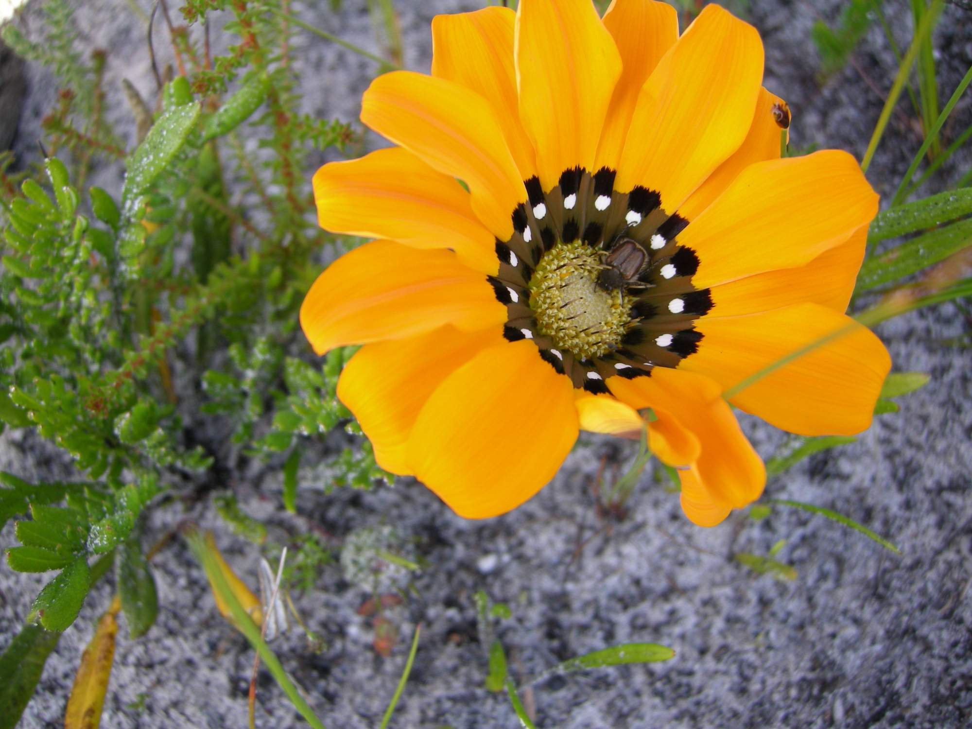 Solve Gazania pectinata and beetle jigsaw puzzle online with 500 pieces