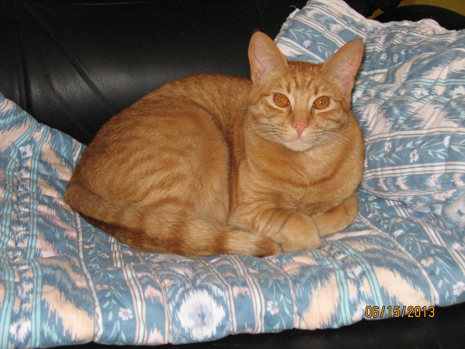 Solve Young Mango jigsaw puzzle online with 80 pieces