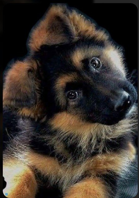 Jigsaw Puzzle | 35 pieces | With this look, I can get anything I want ...