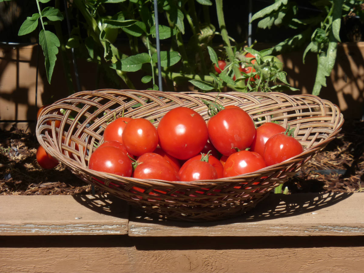 Solve Tomatoes jigsaw puzzle online with 88 pieces