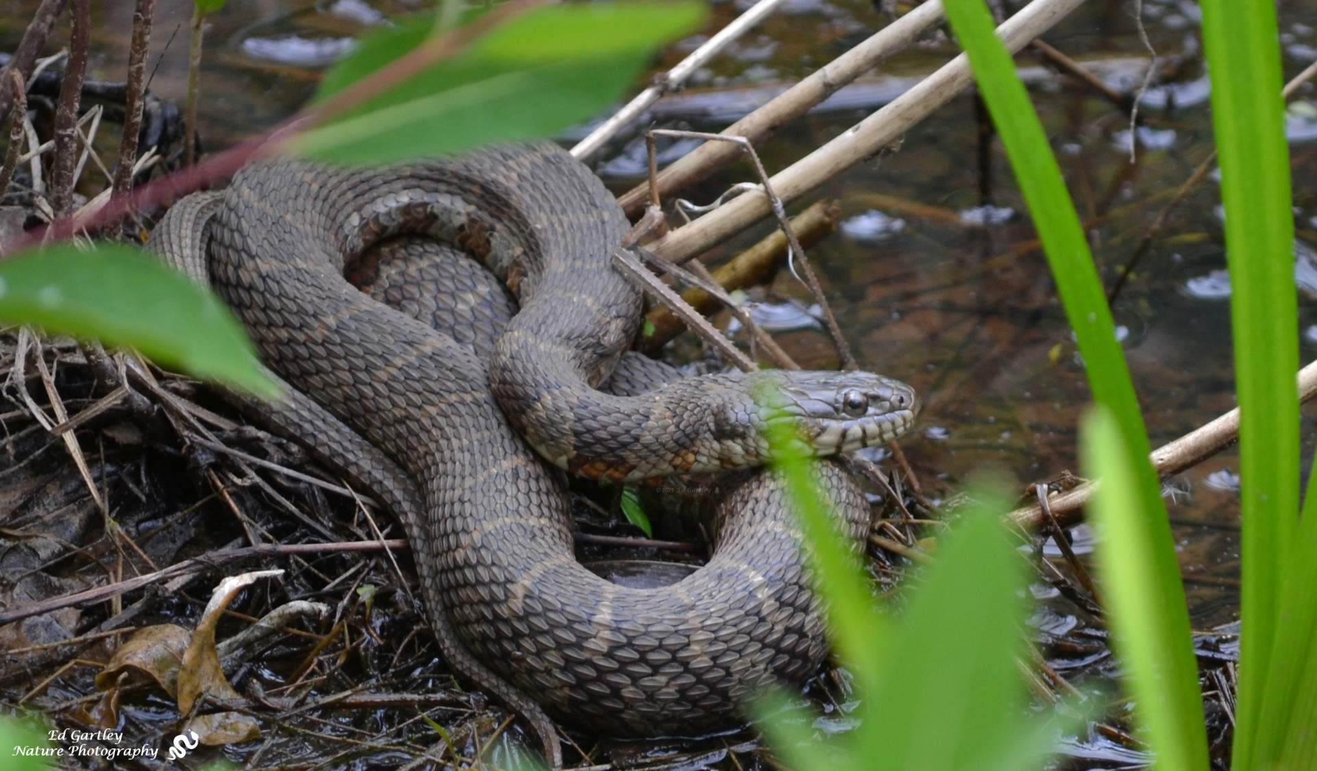 Solve Common Watersnake Nerodia Sipedon jigsaw puzzle online with 144 ...