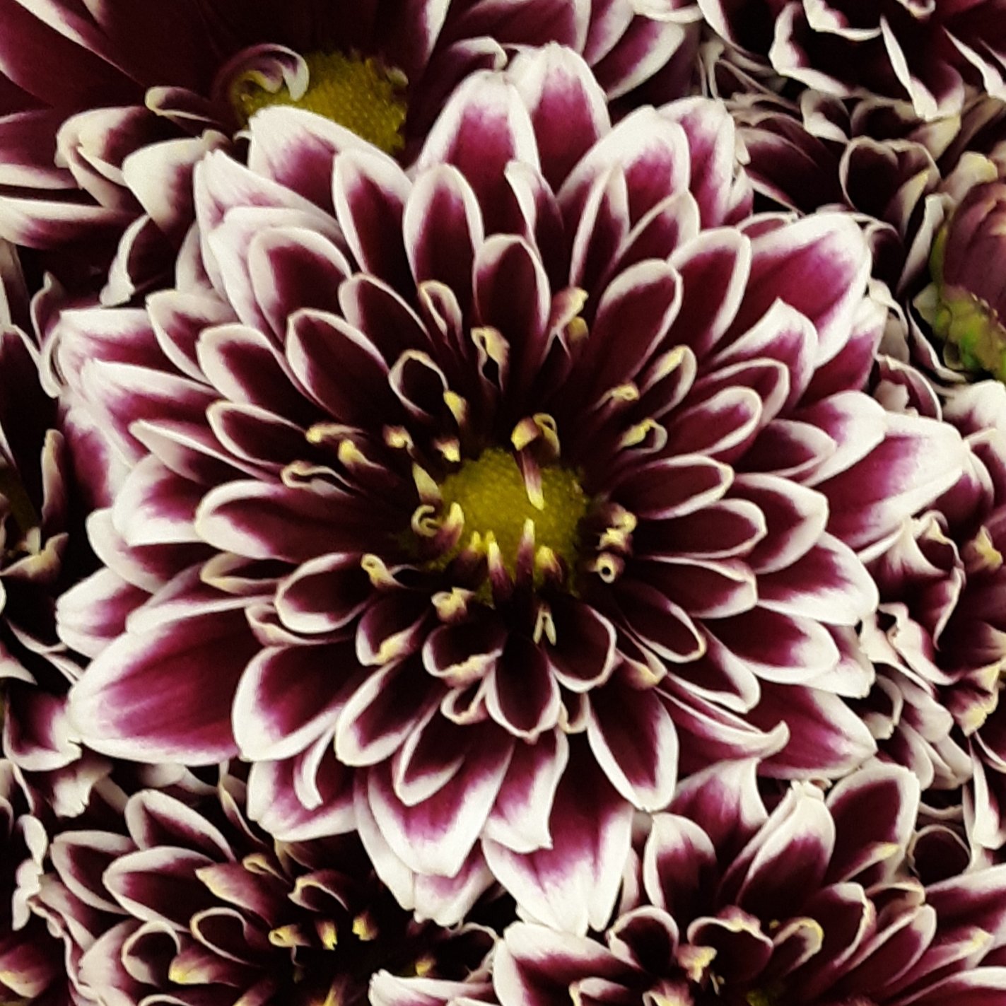 Solve A dilly of a dahlia jigsaw puzzle online with 81 pieces