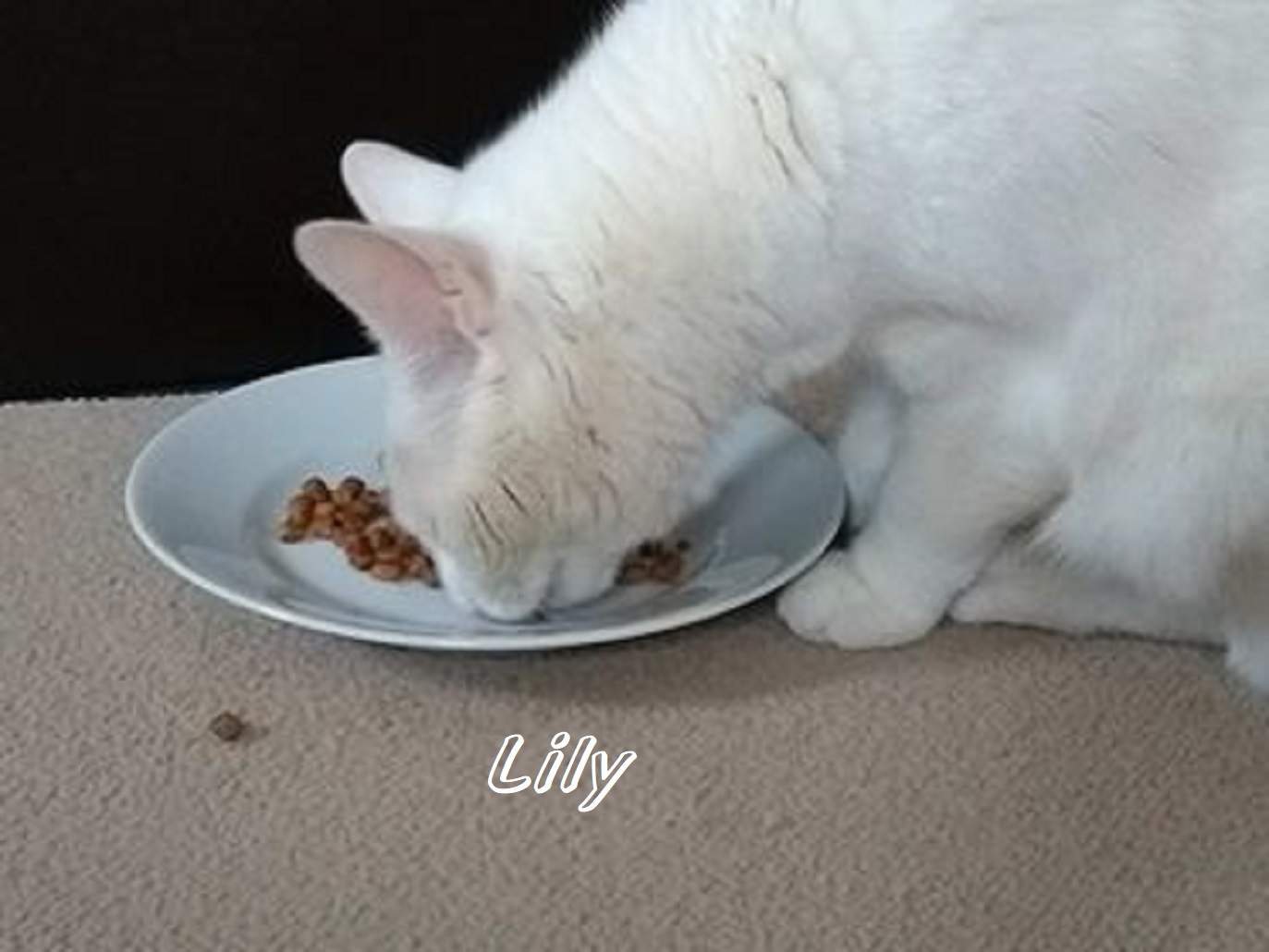 Solve Lily 0148 - Nibble nibble, munch munch (it's dinner time) jigsaw puzzle online with 300 pieces