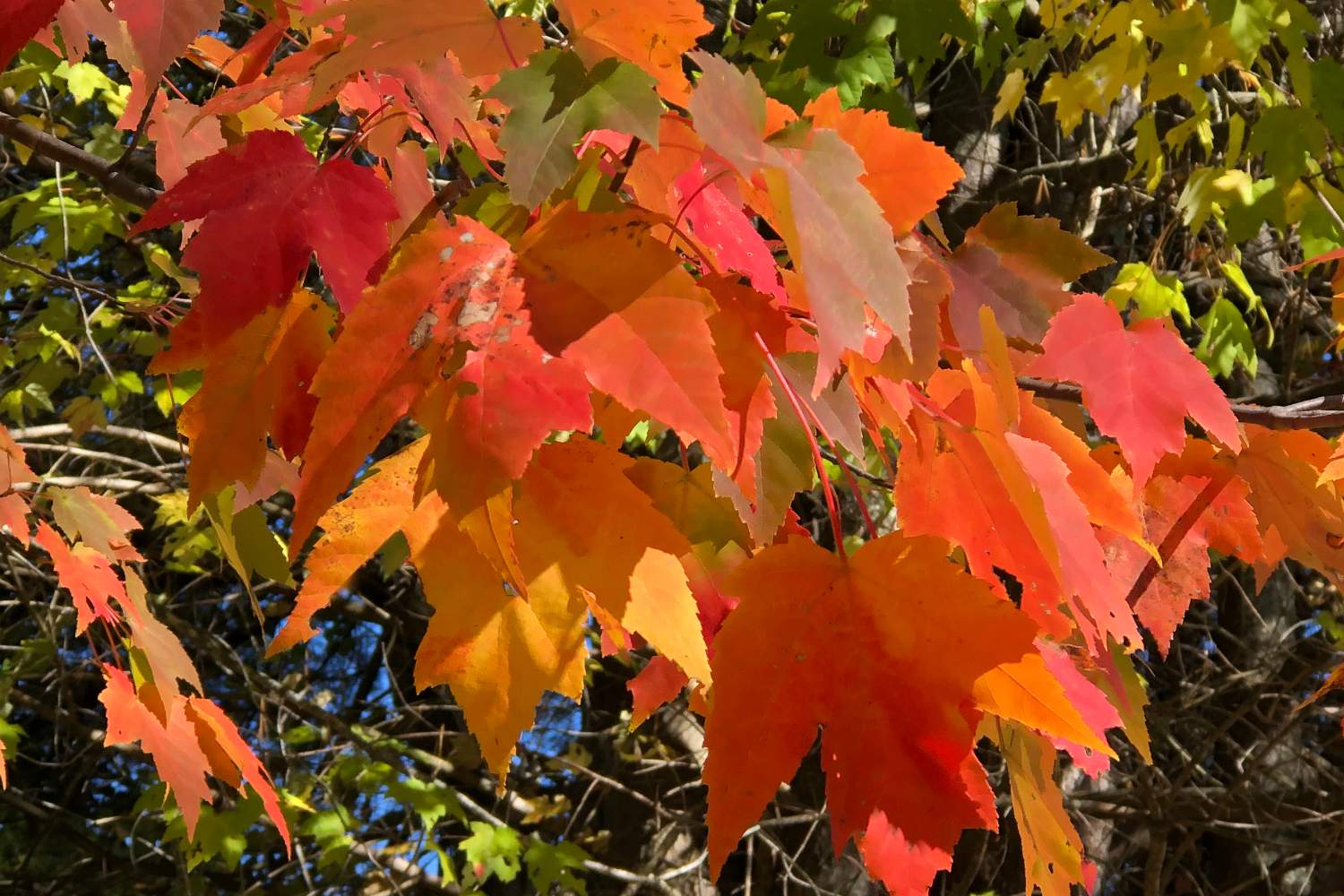 Solve Amazing maple branch jigsaw puzzle online with 70 pieces