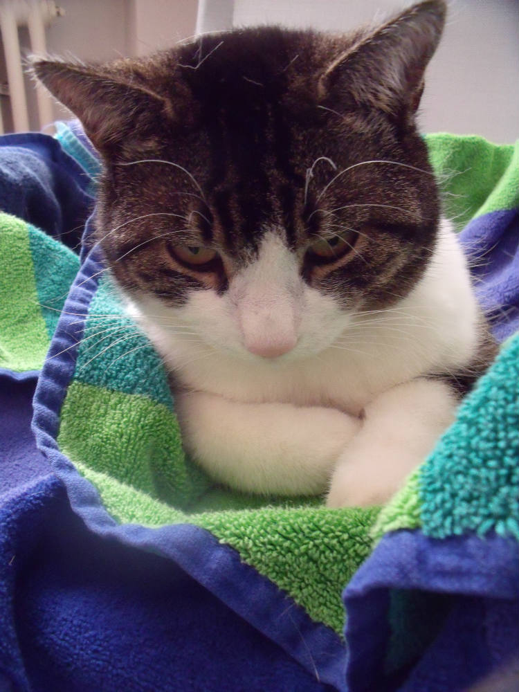 Solve I wish you all a nice (and dry) Sunday! jigsaw puzzle online with ...