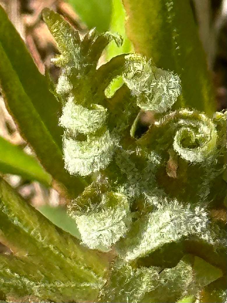 Solve Baby fern! jigsaw puzzle online with 63 pieces