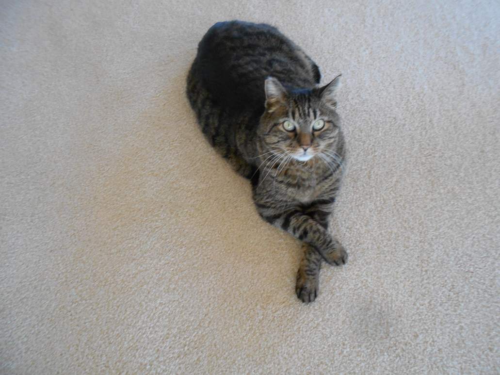 Solve Thomas relaxed with paws crossed :) jigsaw puzzle online with 88 ...