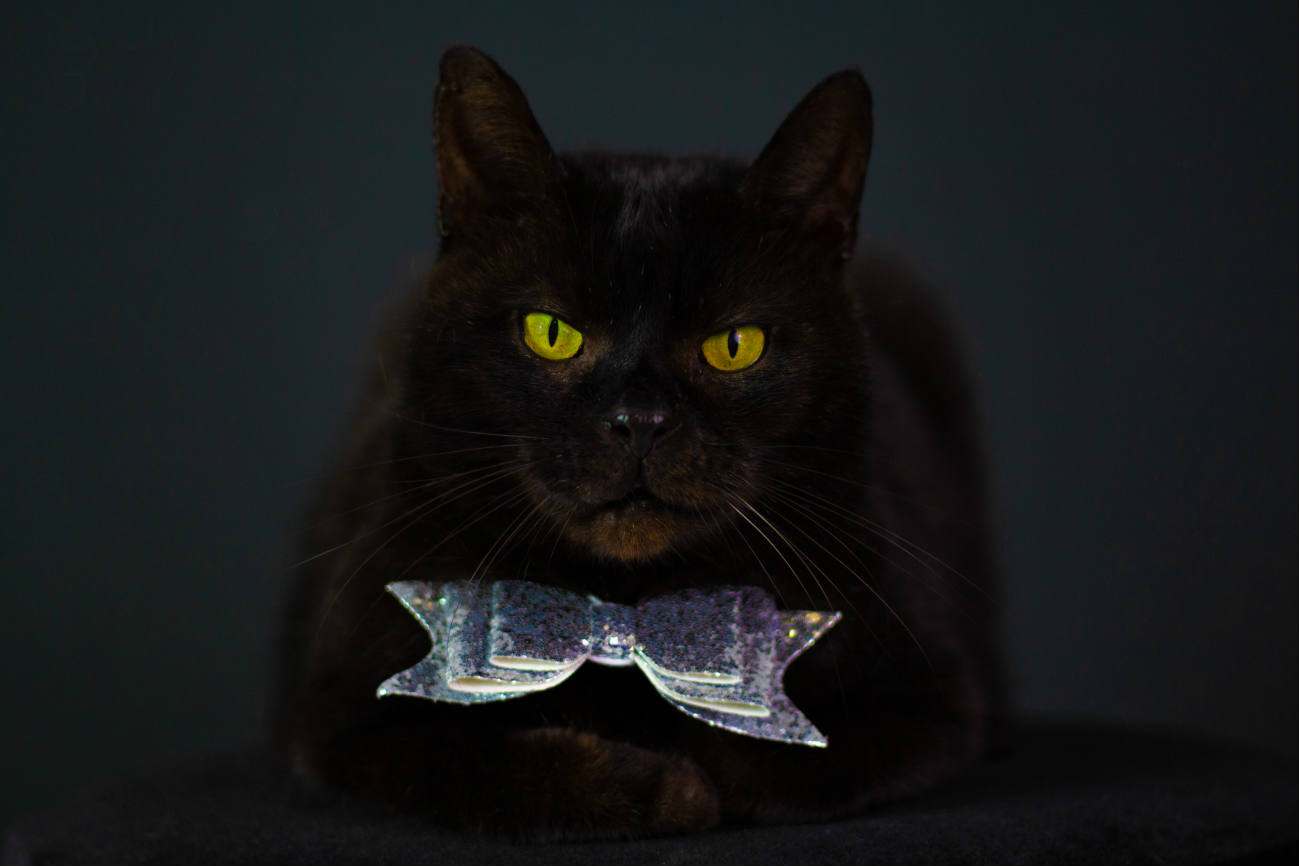 Solve POSER GUY jigsaw puzzle online with 117 pieces