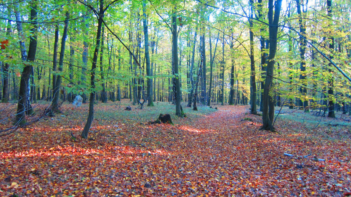 Solve Autumn forest jigsaw puzzle online with 60 pieces