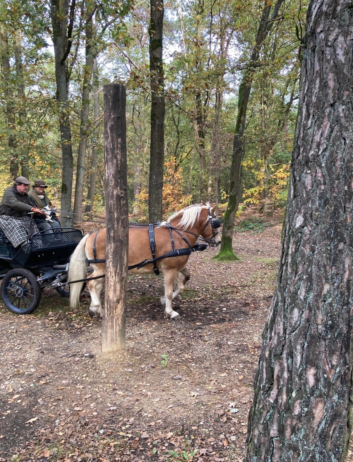 Solve paard in het bos jigsaw puzzle online with 48 pieces