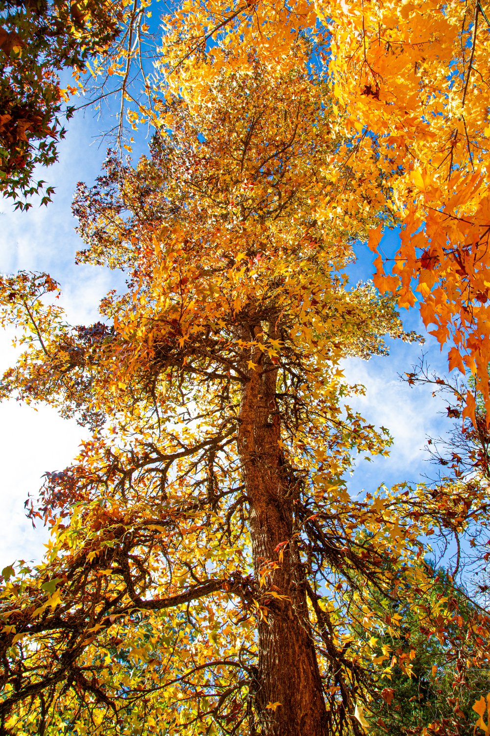 Solve BACKYARD TREES jigsaw puzzle online with 77 pieces