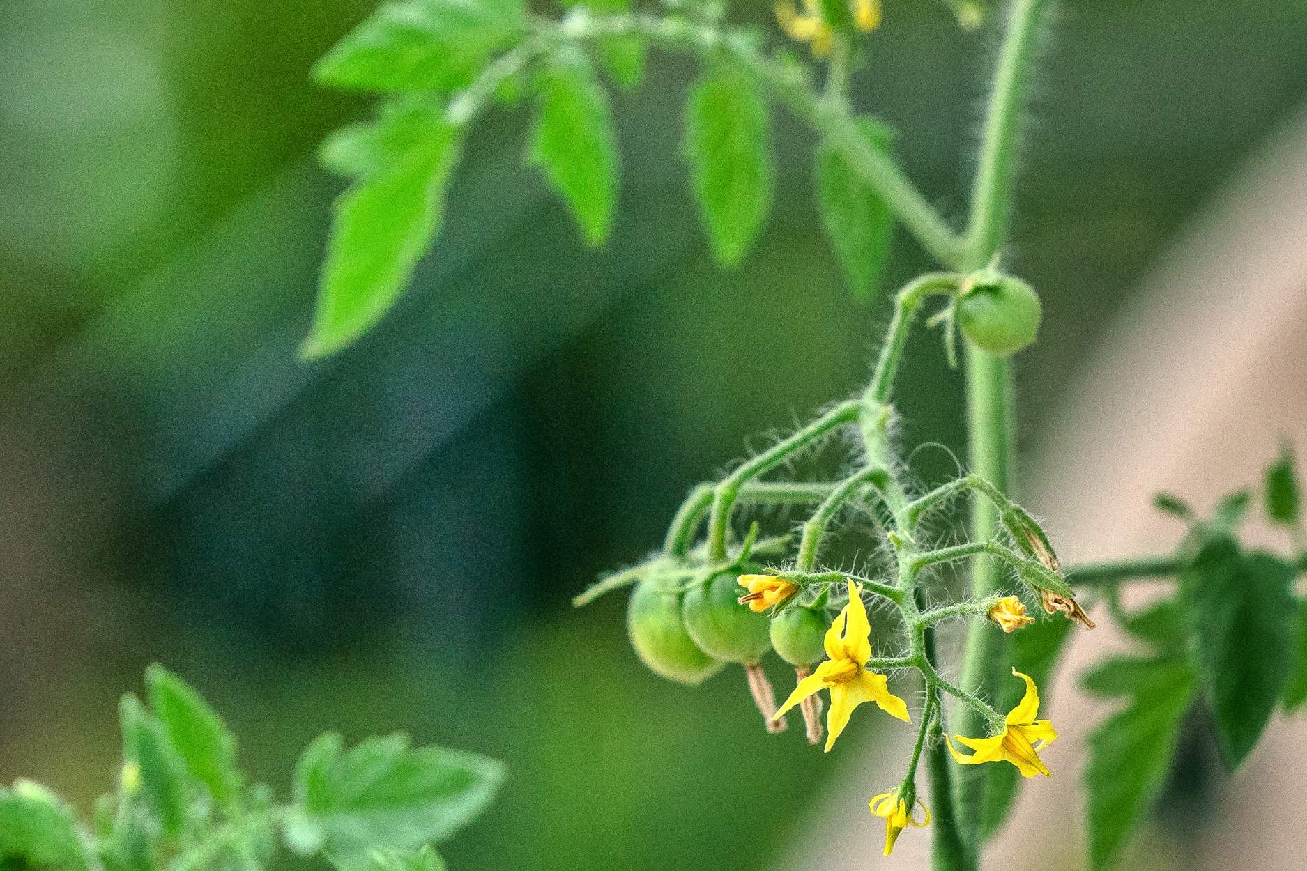 Solve My Mom's Tomato Plant jigsaw puzzle online with 150 pieces